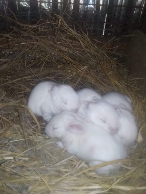 Gallery – Zuriel Fresh Farm